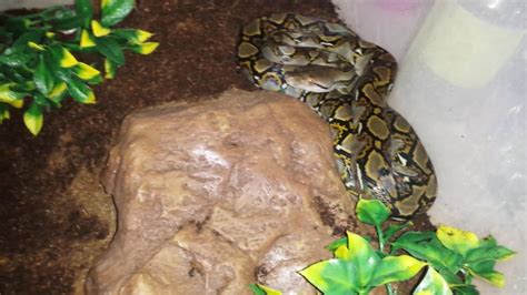 Reticulated Python Update Youtube