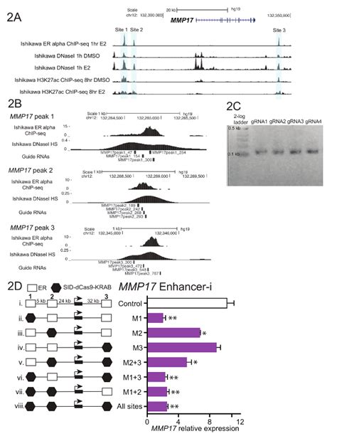 Dissection Of Enhancer Function Using Multiplex Crispr Based Enhancer