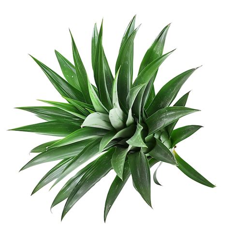 Premium Photo Isolated Pineapple Leaf With Spiky Leaf Shape And Dark