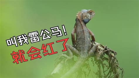 火了雷公马，红了变色树蜥，真的红 Youtube