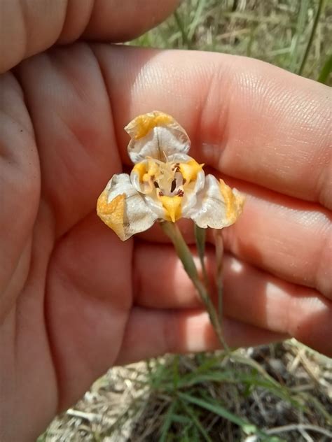 Cypella Osteniana From 4xf8 4f7 20003 Departamento De Maldonado Uruguay On 18 February 2024