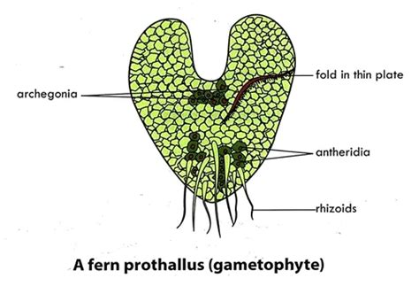 Fern Plants Structure Types And Life Cycle Explained