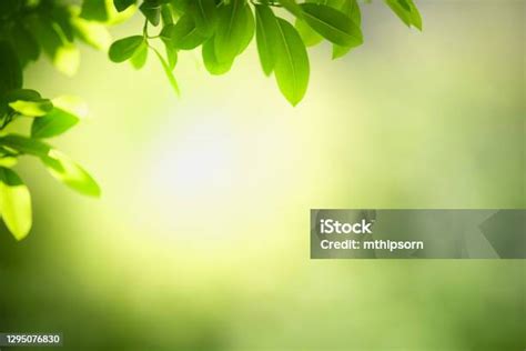 아름다운 자연은 보케와 햇빛 아래 흐린 녹지 배경에 녹색 잎을보고 배경 자연 식물 풍경 생태 벽지 개념으로 사용하여 공간을