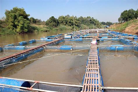 เลี้ยงปลาทับทิมในกระชัง เลี้ยง 4 เดือนจับขายให้ตลาดโต๊ะจีน เลี้ยงปลาทับทิม