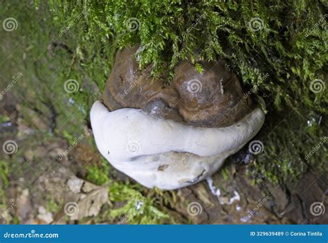 Ganoderma Applanatum Is Parasitic And Saprophytic And Grows As A Mycelium Within The Wood Of