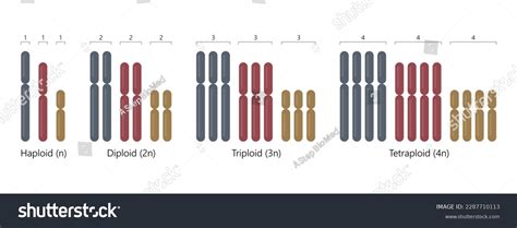 Diploid Chromosomes