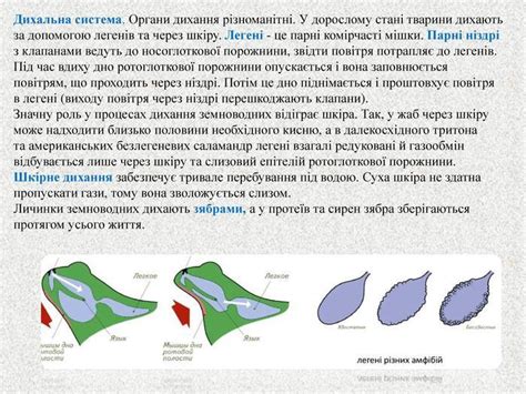 СРОЧНОЯкщо шкіру жаби змастити олією або обсипати крохмалем то через деякий час вона загине