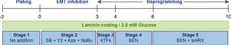 final reprogramming protocol schematic representation of the final download scientific diagram