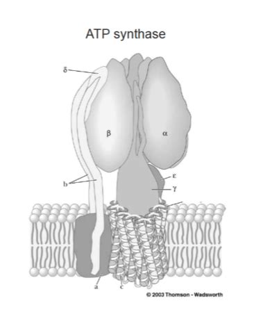 ATP Synthase Diagram Quizlet