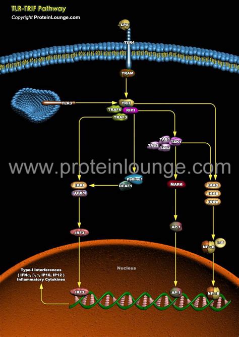 Biological Databases And Tools Tlr Trif Pathway Protein Lounge