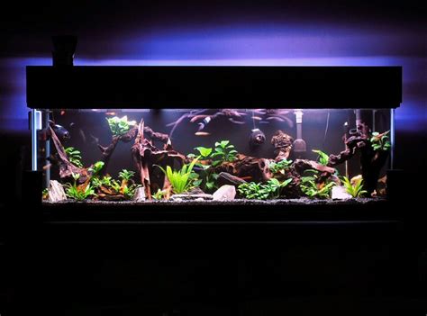 Oscar Fish Tank Setup Ideas