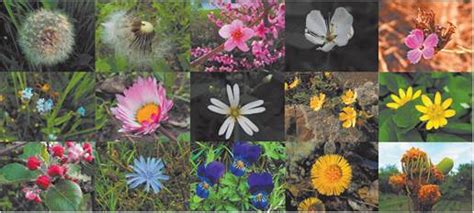 Багатоклітинні організми тварини рослини гриби Як людина здобуває знання про організми