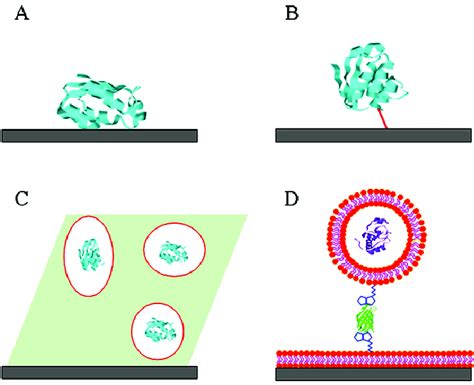 Some Methods For Immobilization Of Biomolecules At The Water Glass