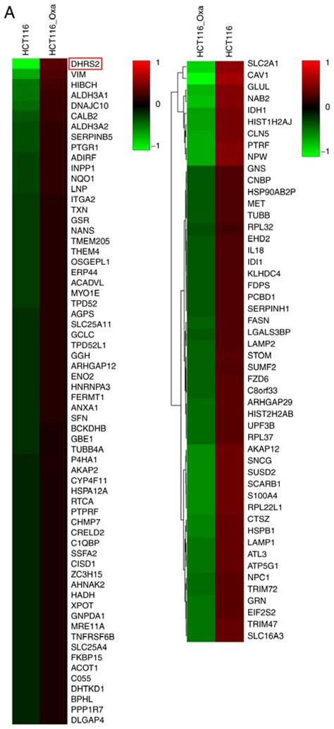 Bioinformatics Analysis Of Proteins And Pathways A Heatmap Of The