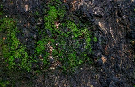 Texture Of Tree And Moss Stock Photo Image Of Forrest 128064650