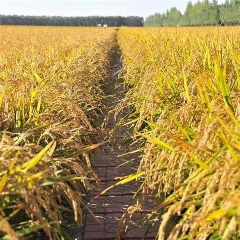 秸秆禁烧丨有啥危害？ 影响 农作物 严重