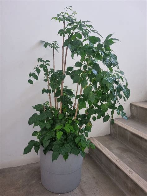 Ficus Benjamina Plant Furniture And Home Living Gardening Plants
