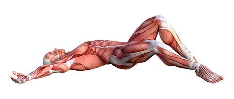 화이트에 근육 3d 렌더링 남성 해부학 그림 지도 0명에 대한 스톡 사진 및 기타 이미지 0명 3차원 형태 건강관리와 의술 Istock