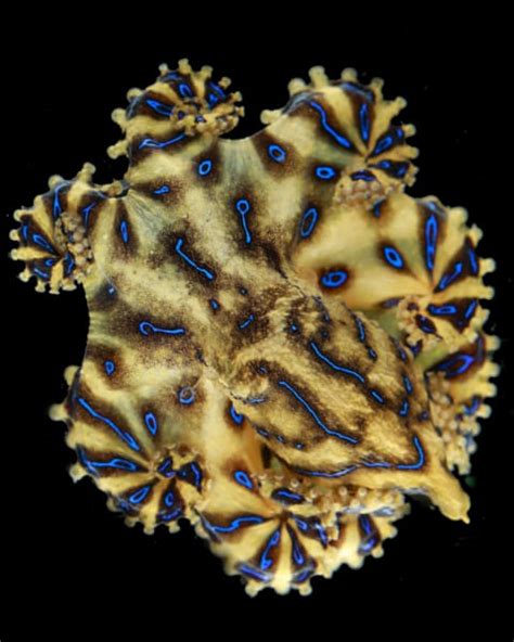 Male Blue Lined Octopuses Inject Females With Venom During Sex To Avoid