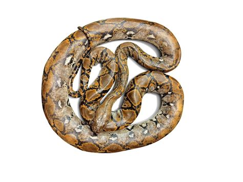 Premium Photo Burmese Python Isolated On White Background