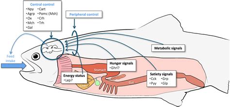 Frontiers Appetite Controlling Endocrine Systems In Teleosts