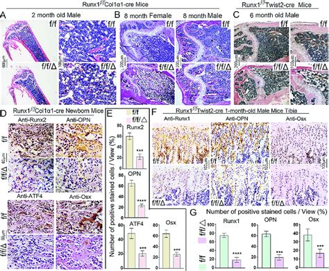Bone Formation Was Impaired In Runx1 Ff Col1α1 Cre And Runx1 Ff
