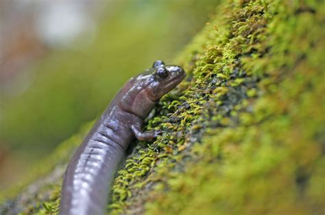 Alabamas State Amphibian Living On The Edge In Timber Country