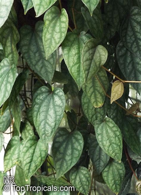 Piper Sylvaticum Pahari Pipul Top Tropicals Plant Encyclopedia