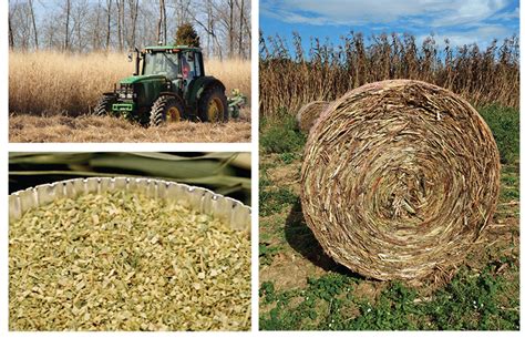 Feedstock Technologies Department Of Energy