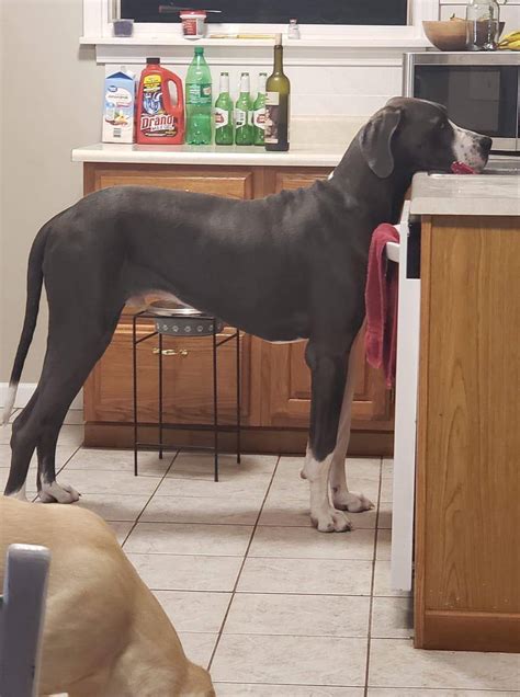 Dane Waiting For Food Scrolller