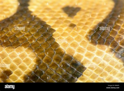 Detailed Close Up Of A Albino Burmese Python Stock Photo Alamy