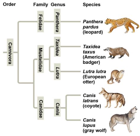 Chapter 26 Phylogeny And The Tree Of Life Flashcards Quizlet