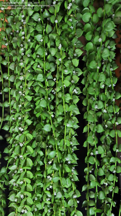 Plantfiles Pictures Dischidia Species Million Hearts Dischidia