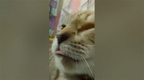 Malekhaeiliyah Youtube