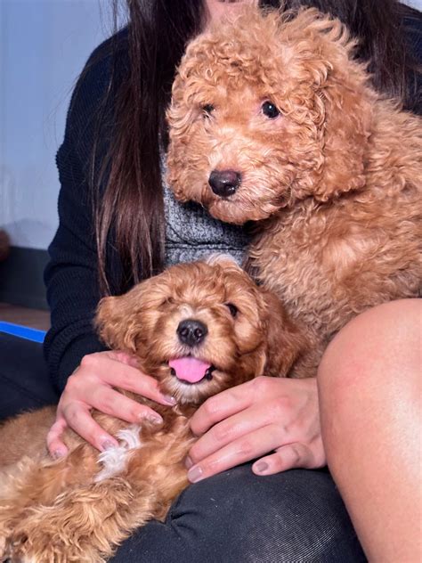 Puppy Yoga Usa Chicago Seattle Nyc Sf