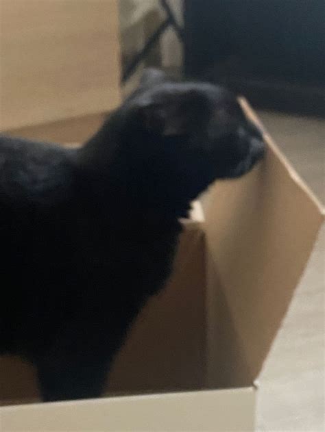 кот в коробке