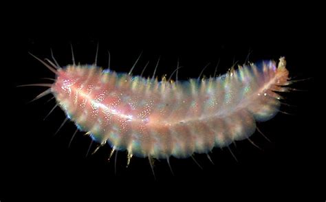The Commensal Scale Worm Hesperonoe Adventor Bamfield … Flickr
