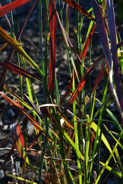 Panicum Ruby Ribbons Archives The Obsessive Neurotic Gardener