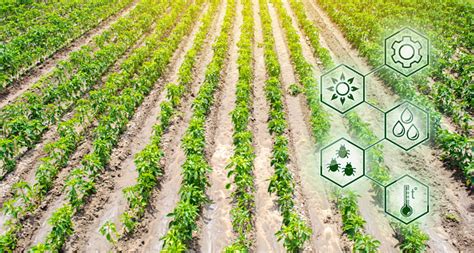 과학 적인 작업 및 농업의 개발 농업 산업의 첨단 기술과 혁신 농업 스타트업 자동화 및 작물 품질 개선 혁신 후추 개념에 대한 스톡 사진 및 기타 이미지 Istock