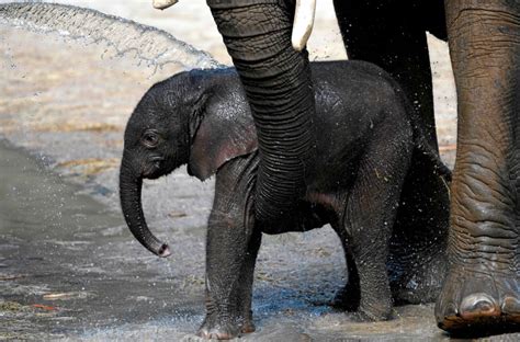 Bath Time For Gus R Pics