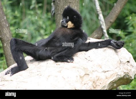 Exhibitionist Hi Res Stock Photography And Images Alamy