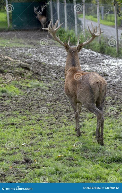 Red Deer Management Deer Breeding In Captivity Stock Image Image Of Antlers Wild 258575663