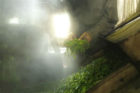 10 Green Tea Mistakes Avoid These Brewing Errors For Perfect Results