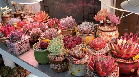 생장등 효과가 대단하네요 다육이들 색감이 너무 이뻐지네요~~~~~~~ Youtube