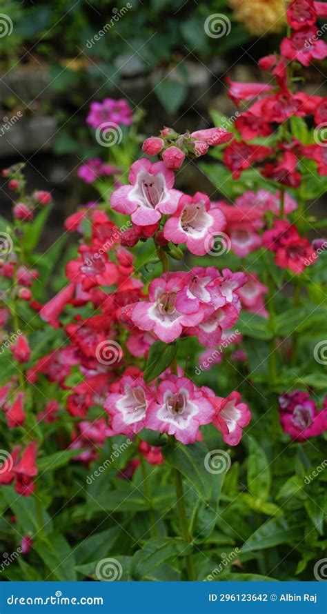 Portrait Of Beautiful Colourful Flowers From Plant Penstemon Hartwegii