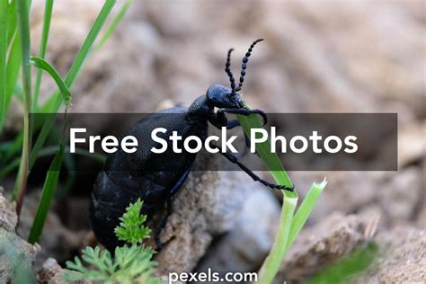 Beetle Anatomy Photos Download The Best Free Beetle Anatomy Stock