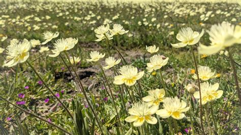 Ceqa 101 Cnps Conservation Tools