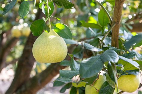 Pomelo Abc Gardening Australia Magazine