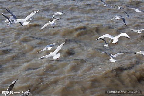 海面上飞翔的成群海鸥摄影图鸟类生物世界摄影图库昵图网