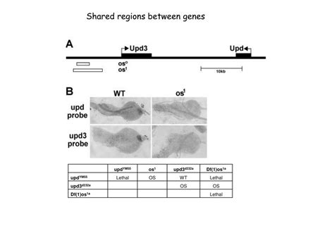Ppt Gene Interaction Powerpoint Presentation Free Download Id5519507